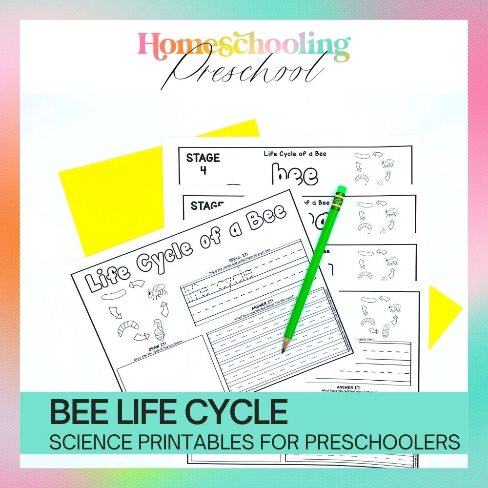 Bee Life Cycle Activity Sheets – The Sweet Dahlia