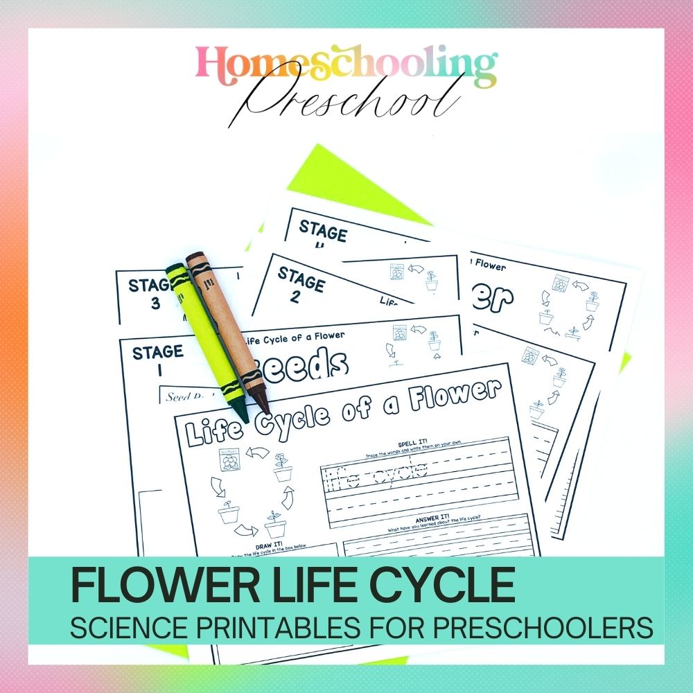 Flower Life Cycle Activity Sheets – The Sweet Dahlia