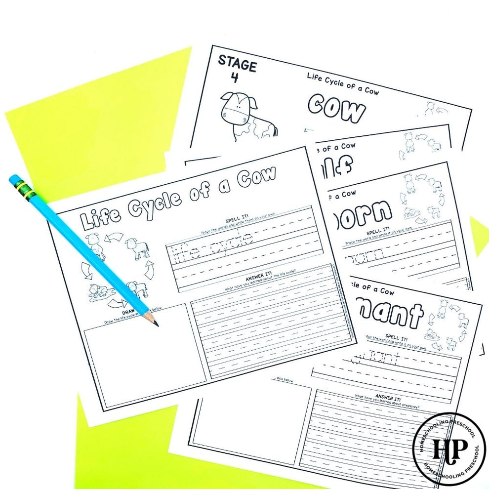 Cow Life Cycle Activity Sheets – The Sweet Dahlia