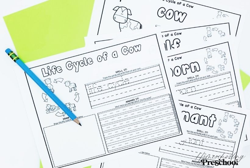 Cow Life Cycle Activity Sheets – The Sweet Dahlia