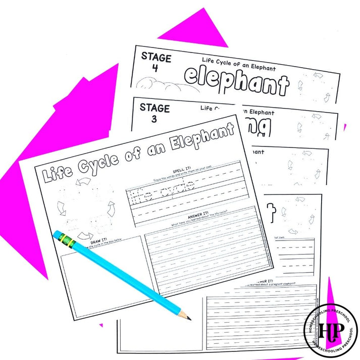 Elephant Life Cycle Activity Sheets – The Sweet Dahlia