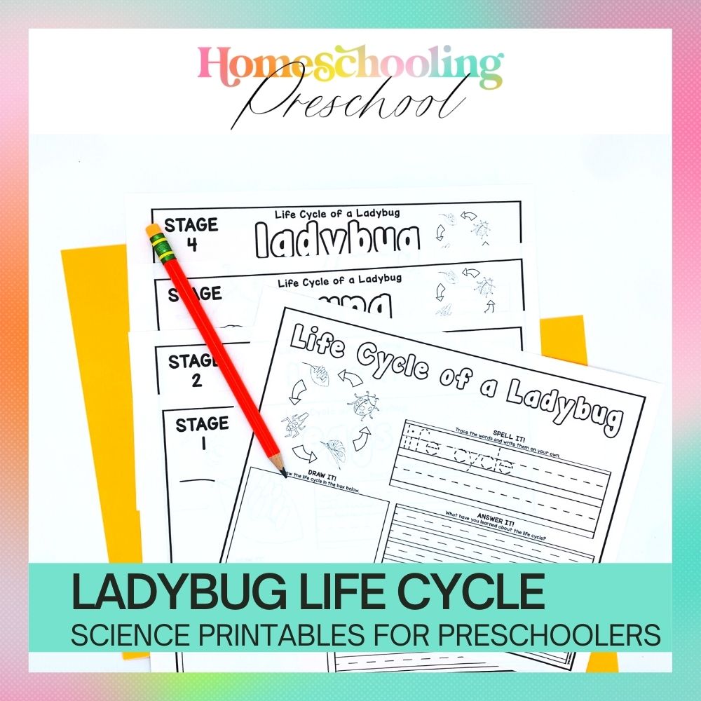 Ladybug Life Cycle Activity Sheets – The Sweet Dahlia