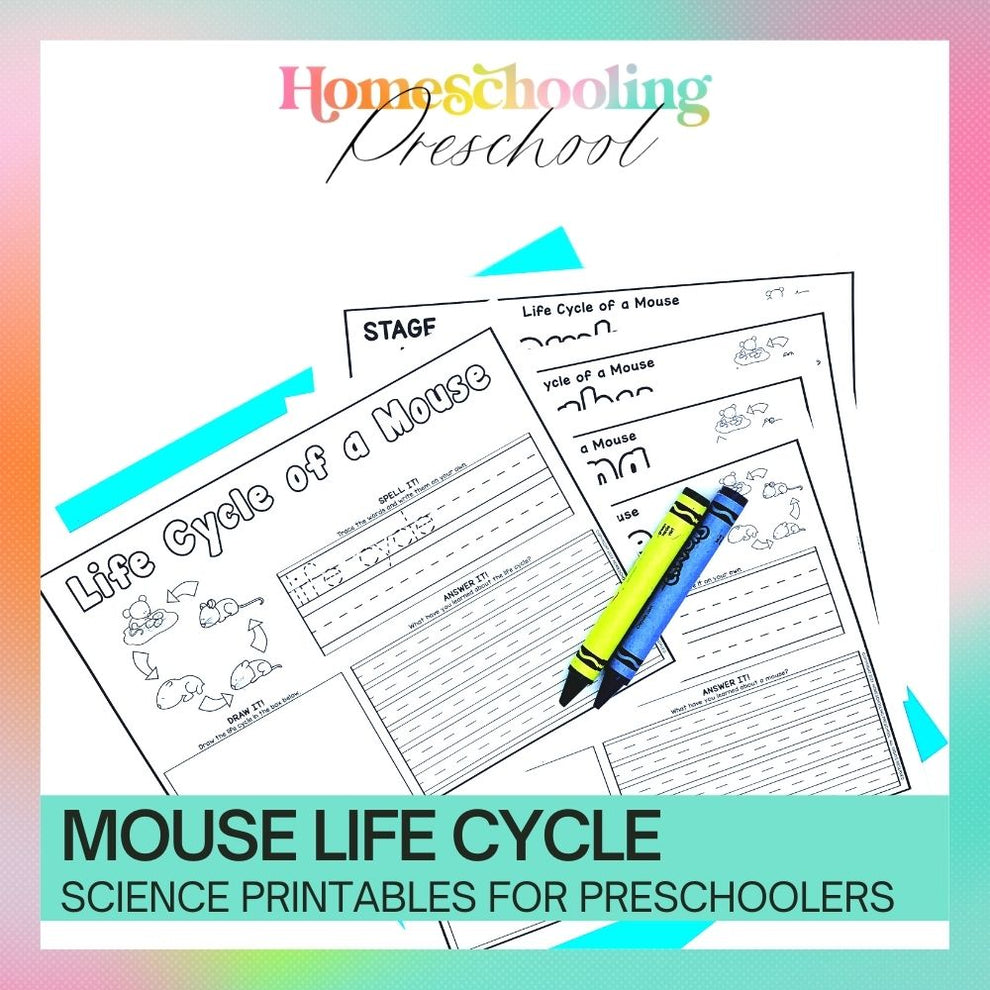 Mouse Life Cycle Activity Sheets – The Sweet Dahlia