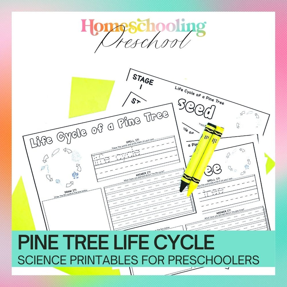 Pine Tree Life Cycle Activity Sheets – The Sweet Dahlia
