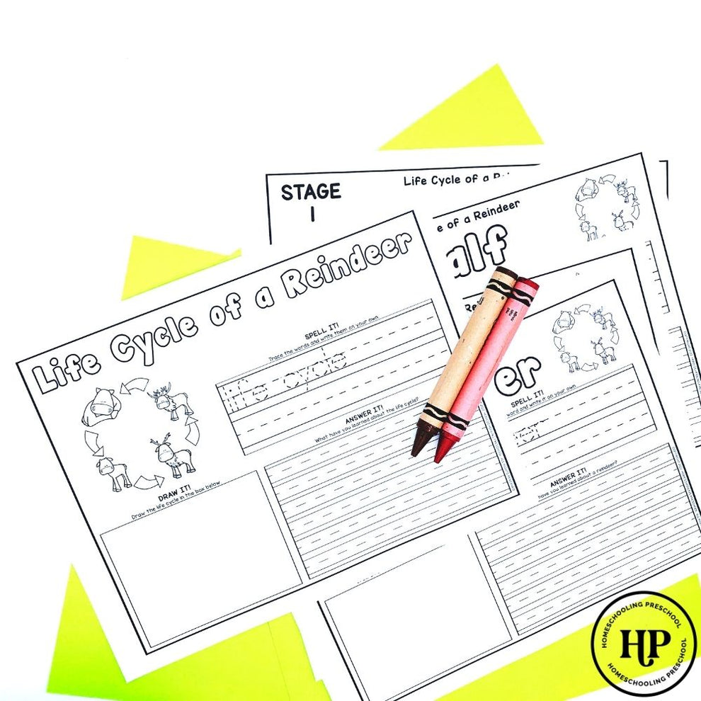 Reindeer Life Cycle Activity Sheets – The Sweet Dahlia