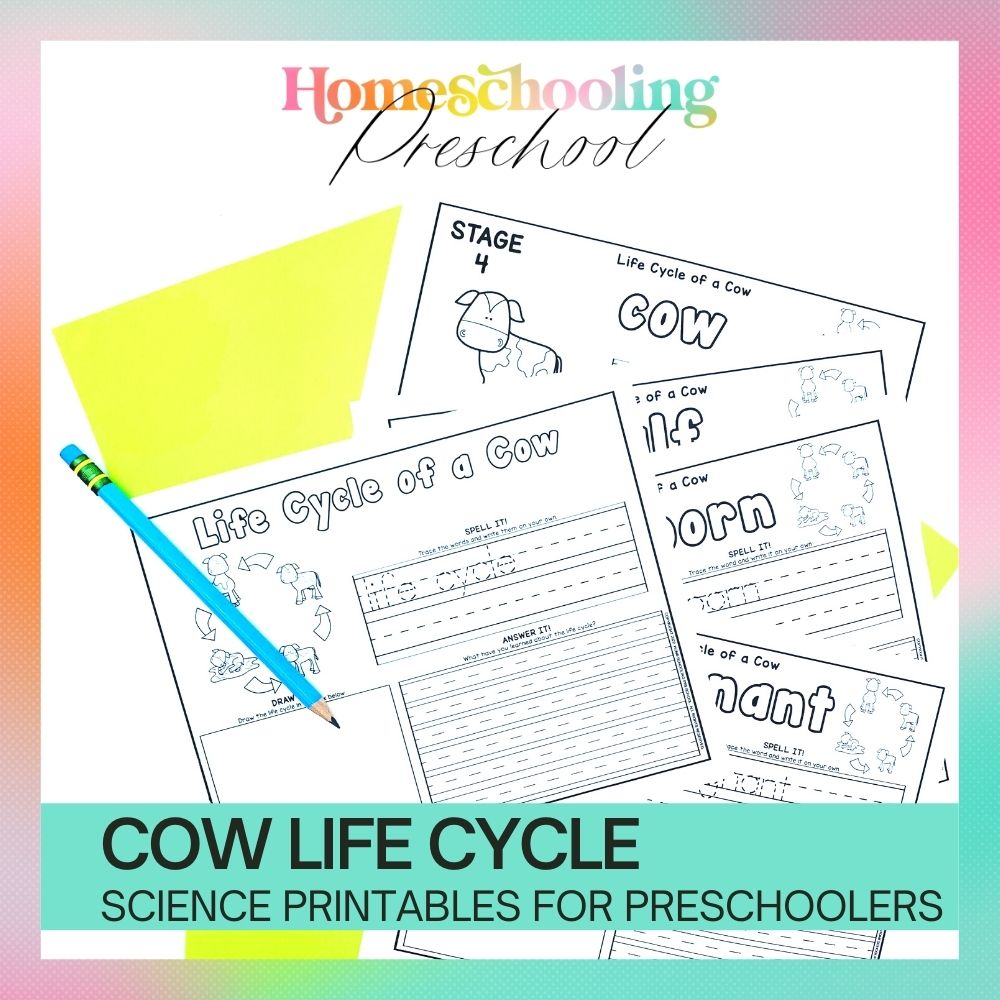Cow Life Cycle Activity Sheets – The Sweet Dahlia